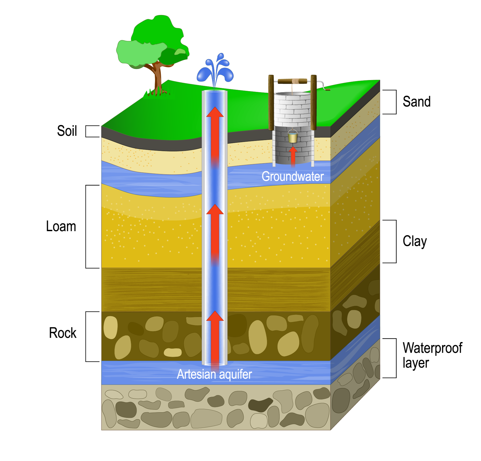 Spring Water vs. Purified Water: What’s the Difference? - My Pure Water